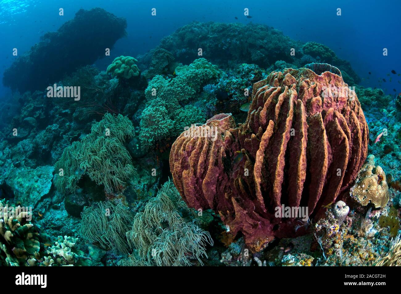 Sponges on coral reef. Barrel sponges (Xestopongia sp.) and leather ...
