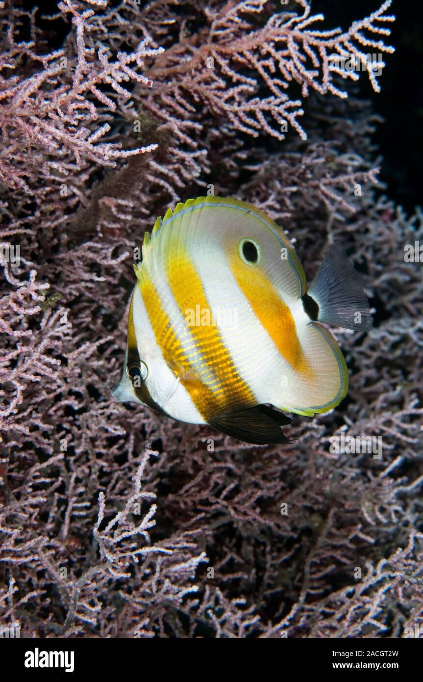 Butterflyfish (family Chaetodontidae) sheltering in a gorgonian sea fan ...