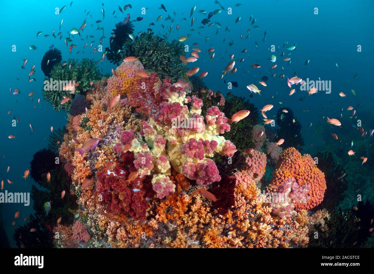 Tropical reef. Tropical fish swimming around an outcrop covered in a ...