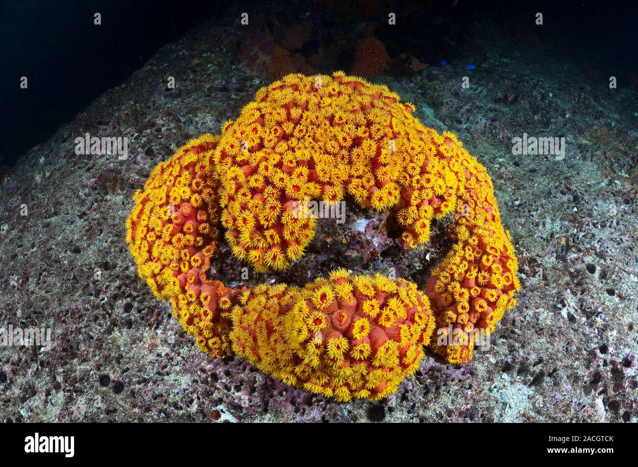 Sun coral. Colony of sun coral (Tubastrea sp.) polyps growing on a ...
