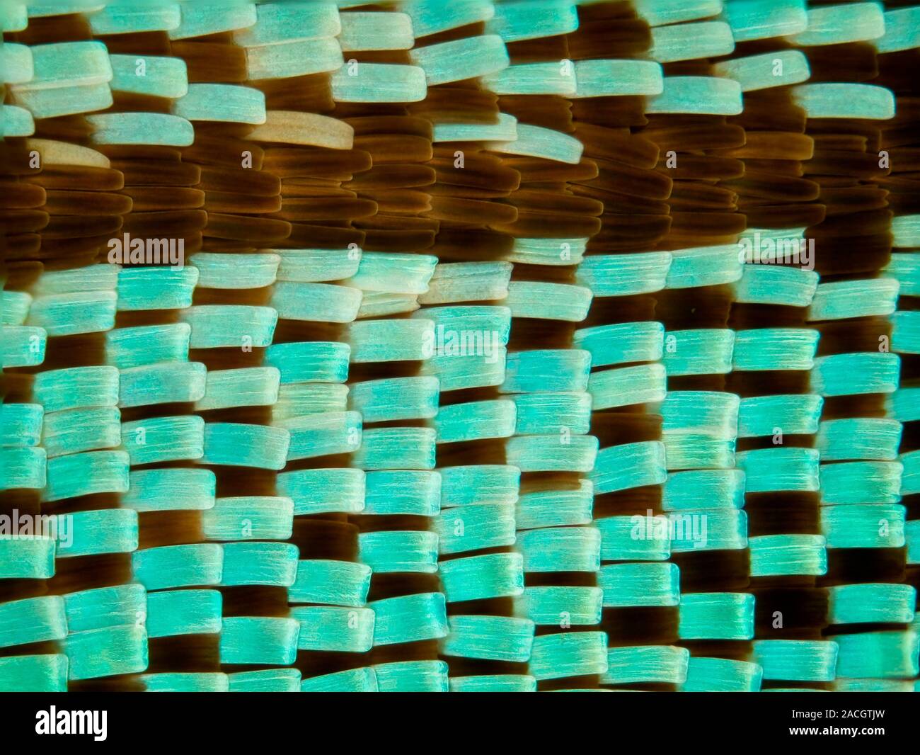 Moth wing scales. Light micrograph of scales from the wing of a sunset ...