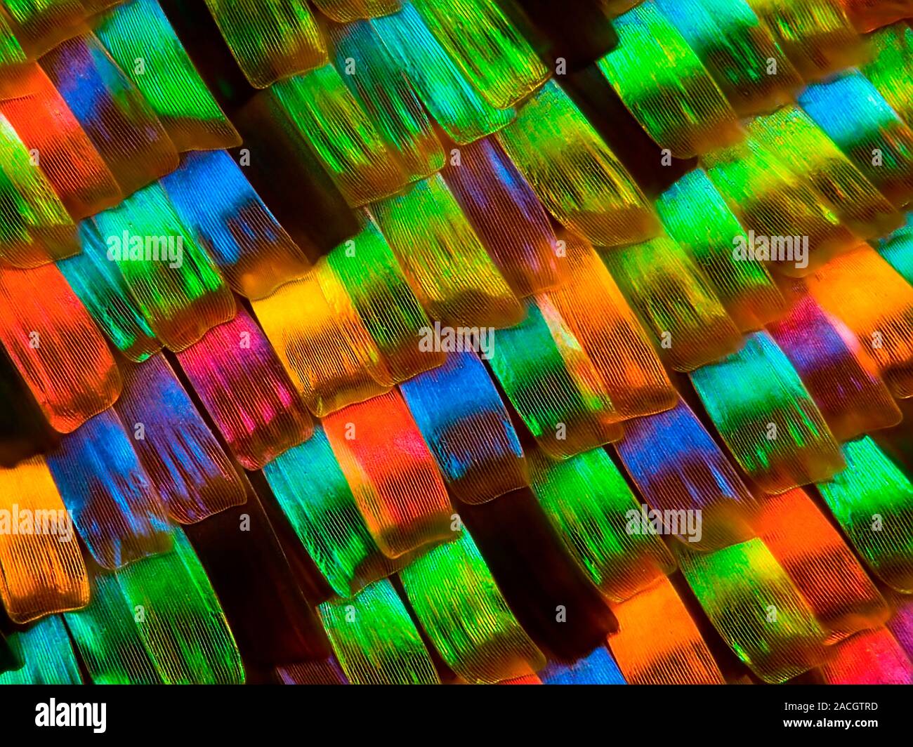 Moth wing scales. Light micrograph of scales from the wing of a sunset ...