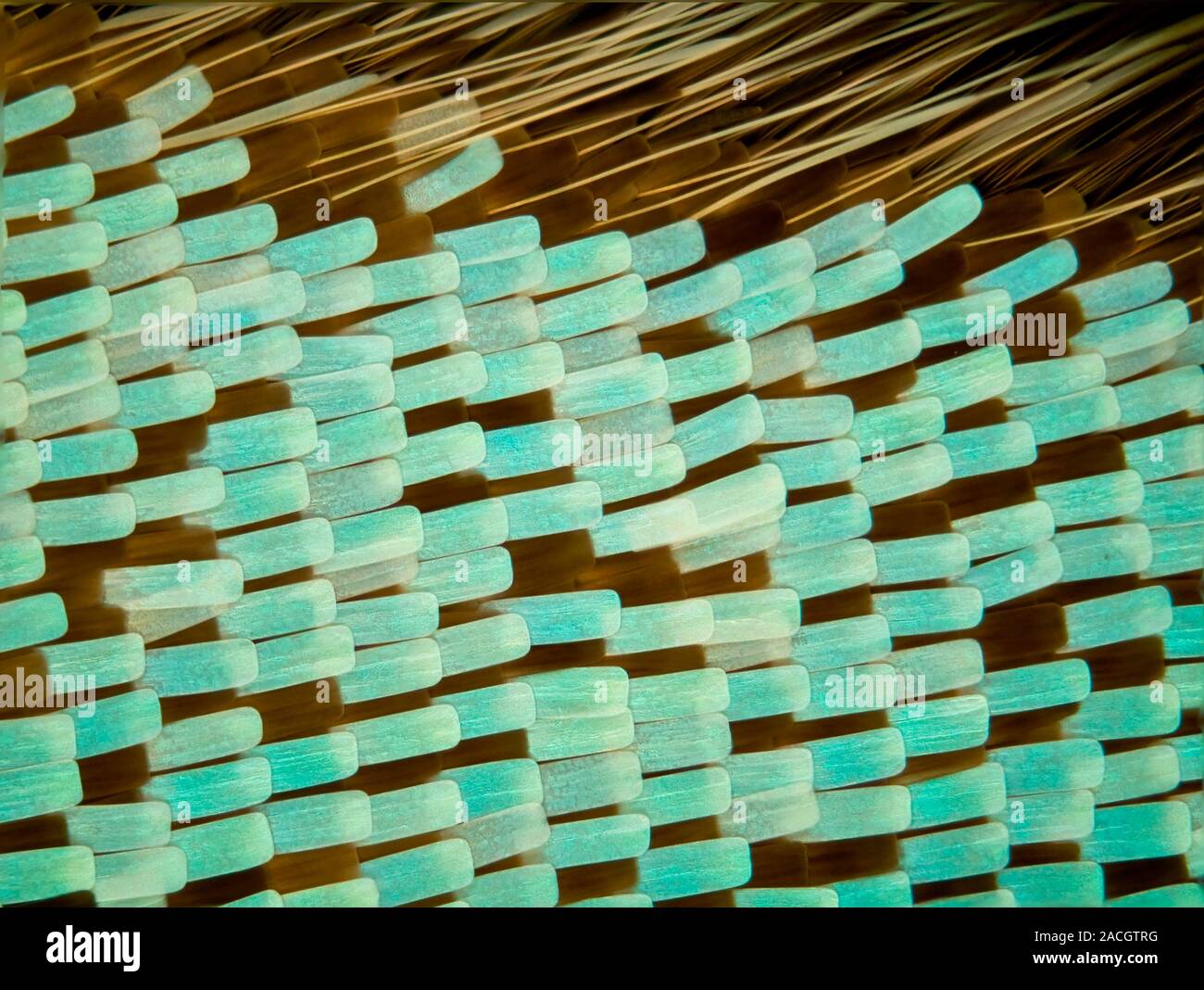Moth wing scales. Light micrograph of scales from the wing of a sunset ...