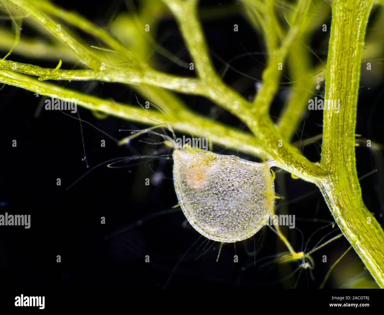 Greater bladderwort (Utricularia vulgaris), light micrograph. This ...