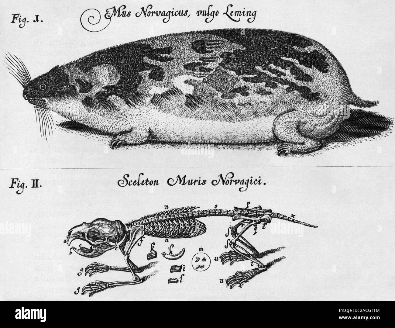 Engraving of a lemming. At the top the animal is identified as a 'Mus ...