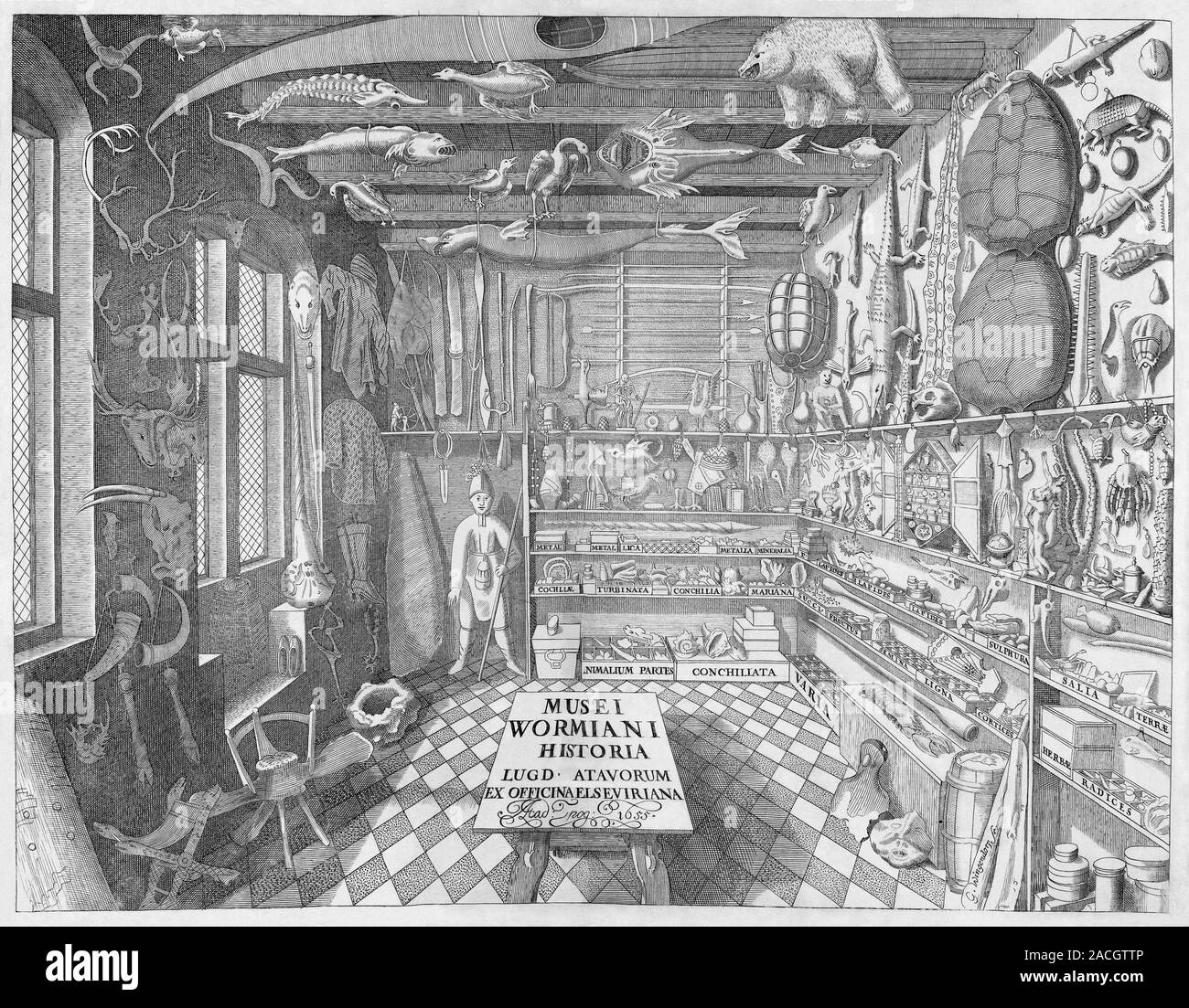 The Museum Wormianum of Ole Worm, engraved plate. This illustration ...