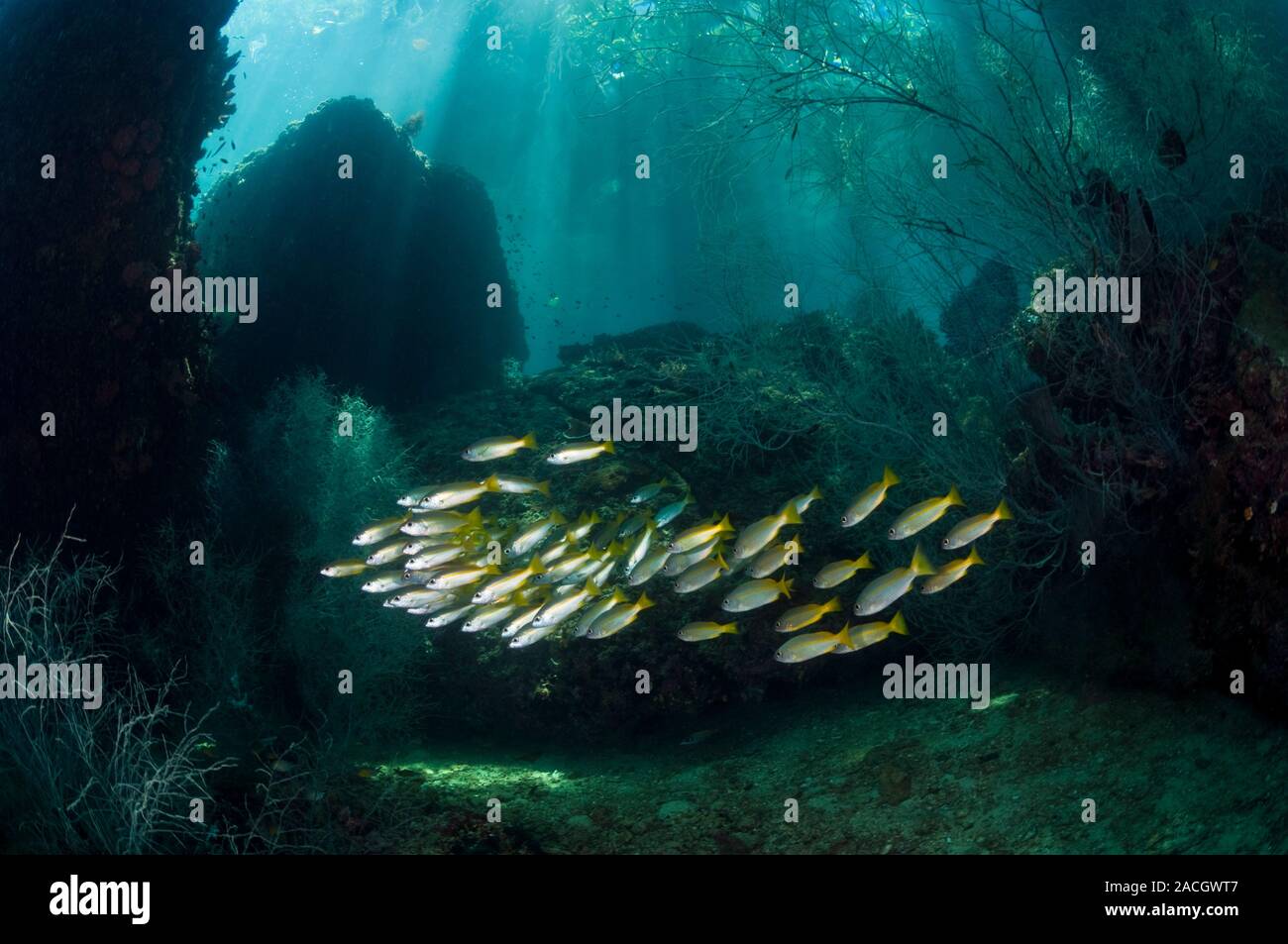 Snappers. School of snapper (family Lutjanidae) fish swimming between ...