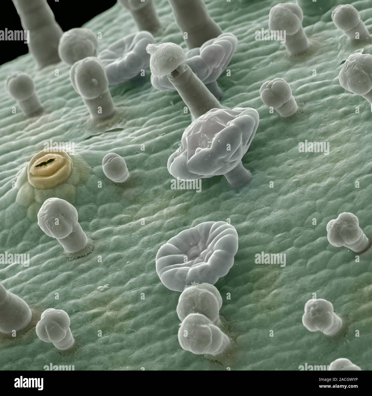 Scanning electron microscope image of Juglans nigra stem, showing a ...