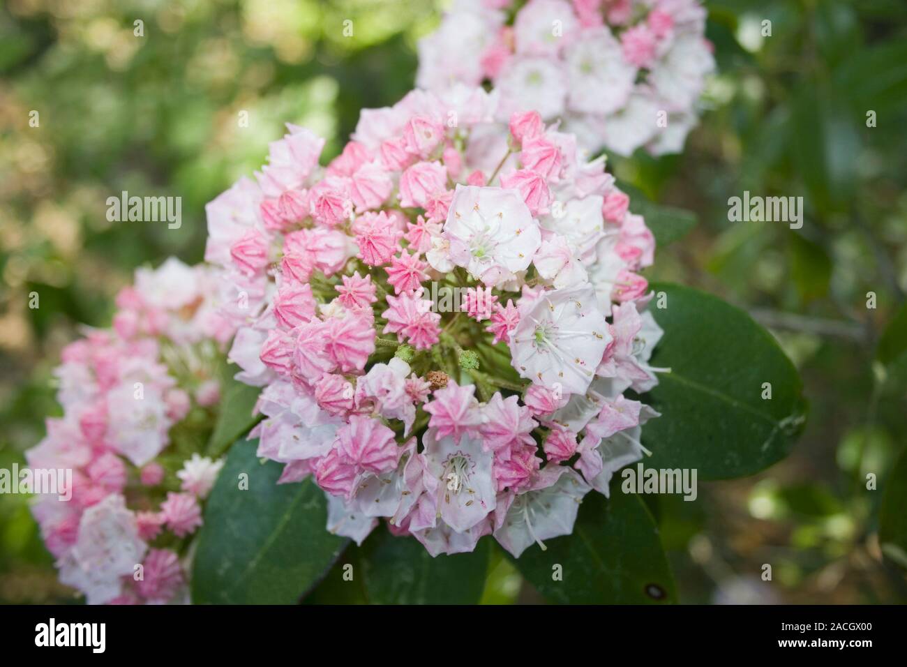 Mountain Laurel flowers (Kalmia latifolia), Eastern North America Stock ...