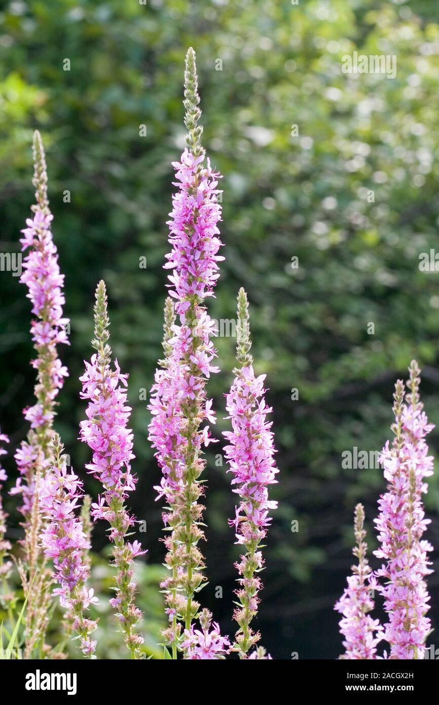 Purple Loosestrife (Lythrum salicaria), an introduced and invasive ...