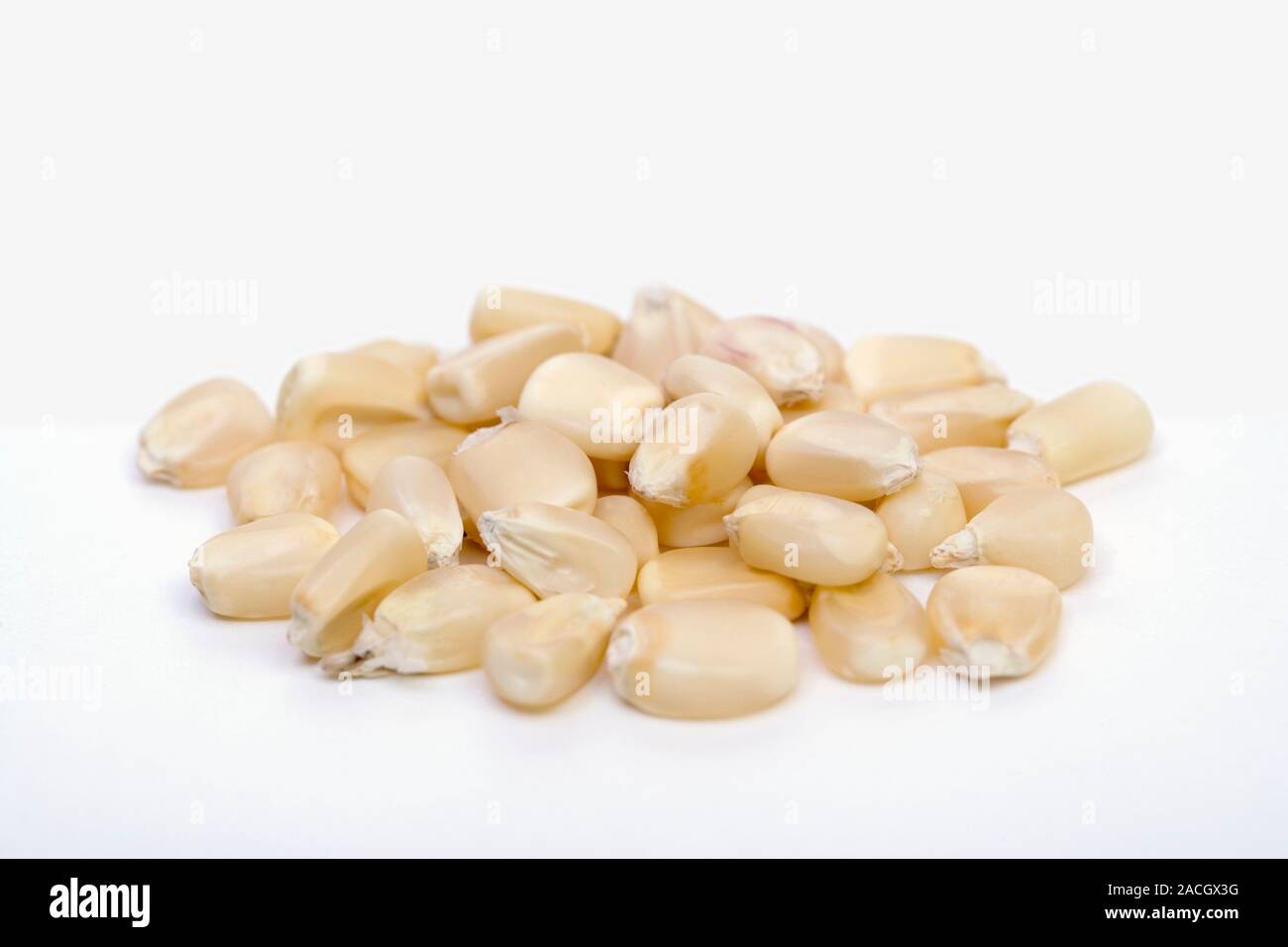 Field Corn seeds (Zea mays Stock Photo - Alamy