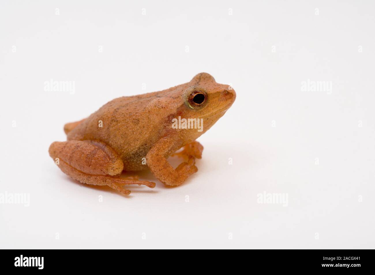 Spring Peeper (Pseudacris crucifer) Eastern North America Stock Photo ...