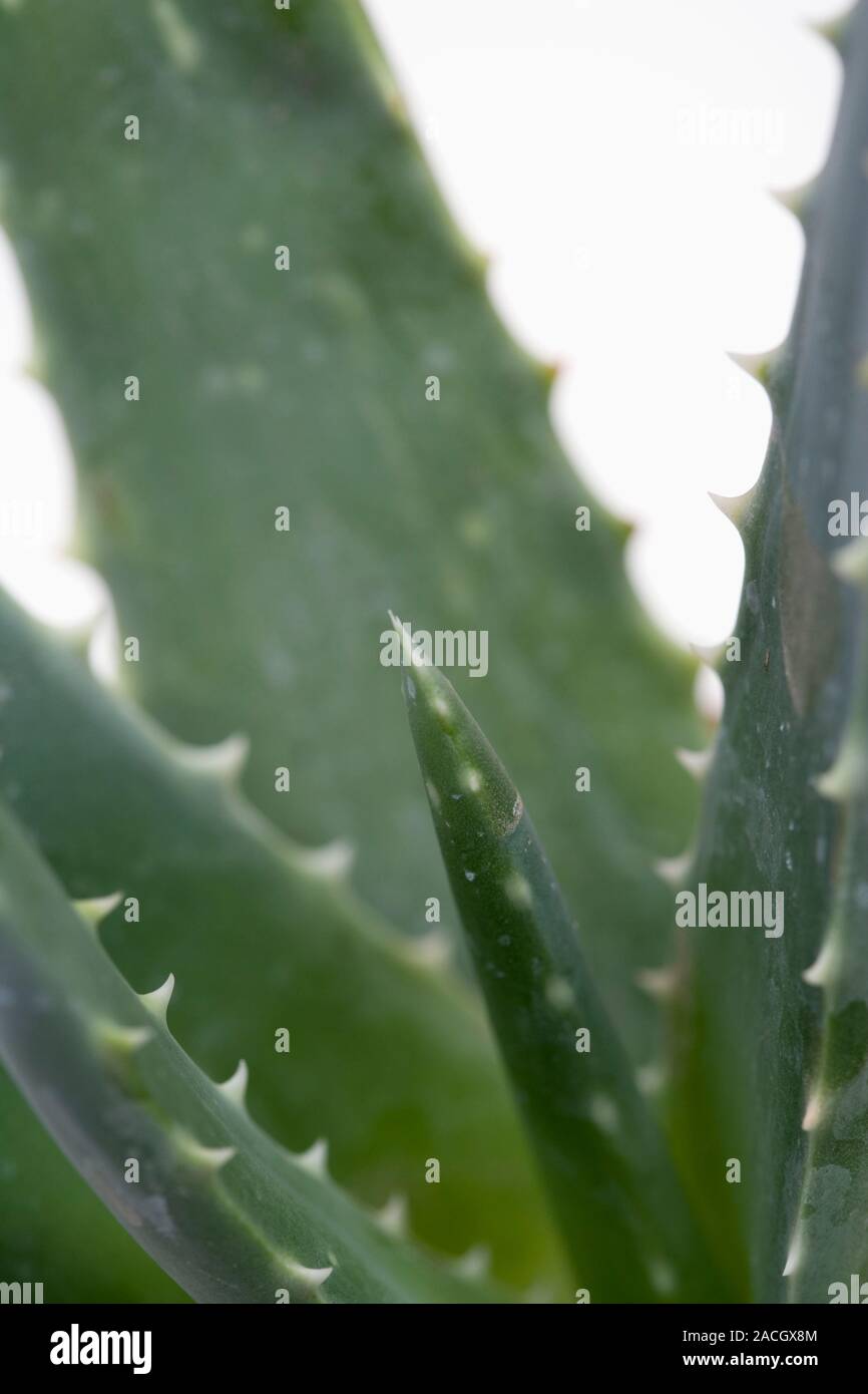 Close up of Aloe Vera Plant Stock Photo - Alamy