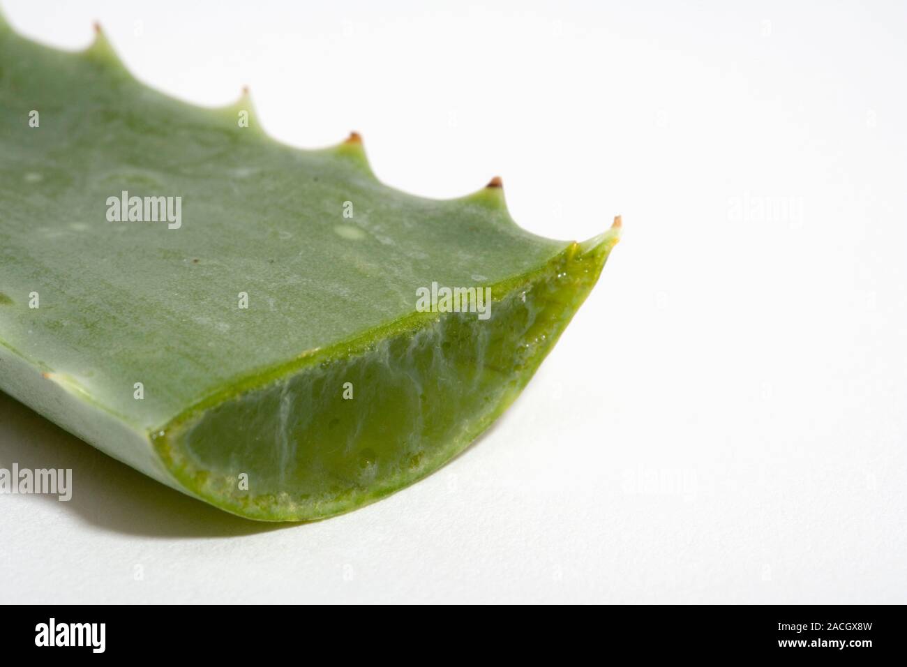 Close up of Aloe Vera Plant Stock Photo - Alamy