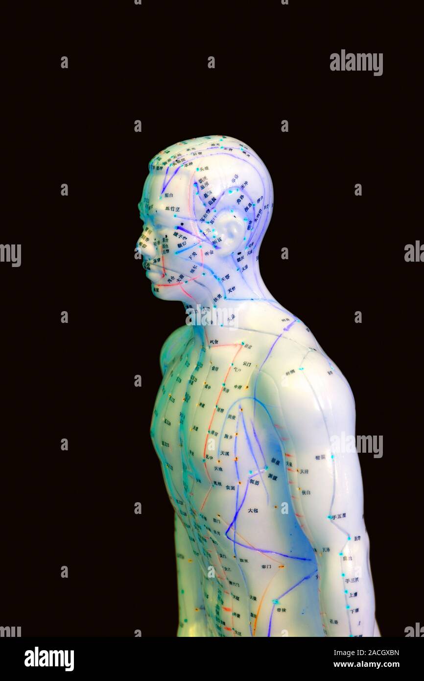 Human model showing acupuncture points Stock Photo - Alamy