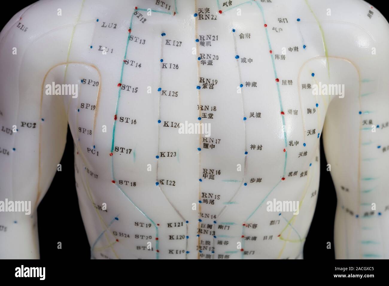 Human model showing acupuncture points Stock Photo - Alamy