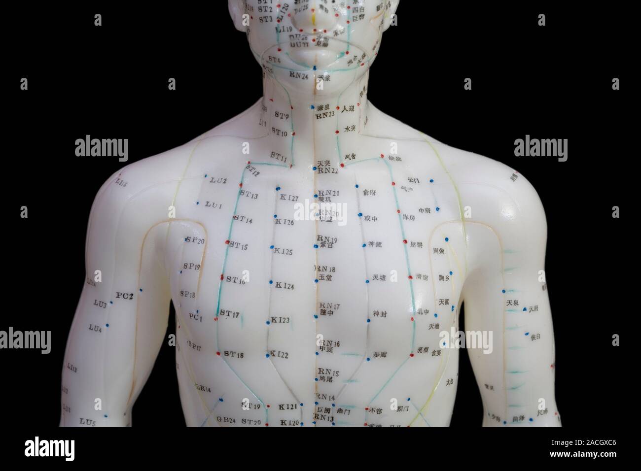 Human model showing acupuncture points Stock Photo - Alamy