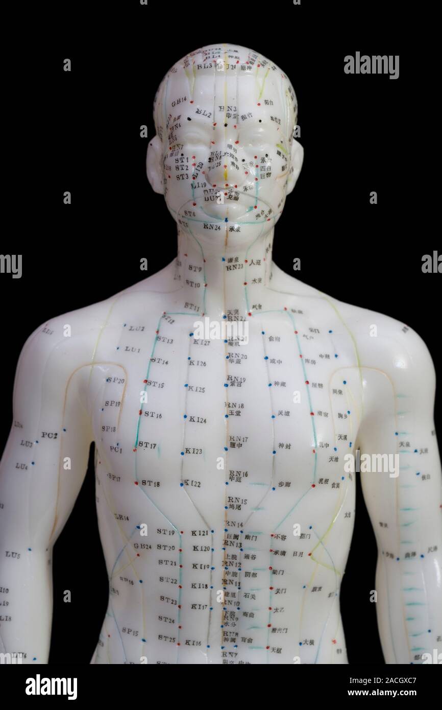 Human model showing acupuncture points Stock Photo - Alamy