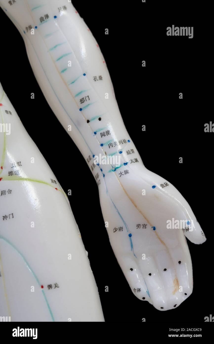Human model showing acupuncture points Stock Photo - Alamy