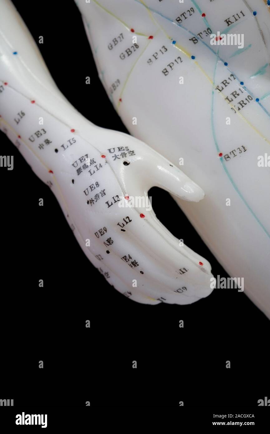 Human model showing acupuncture points Stock Photo - Alamy