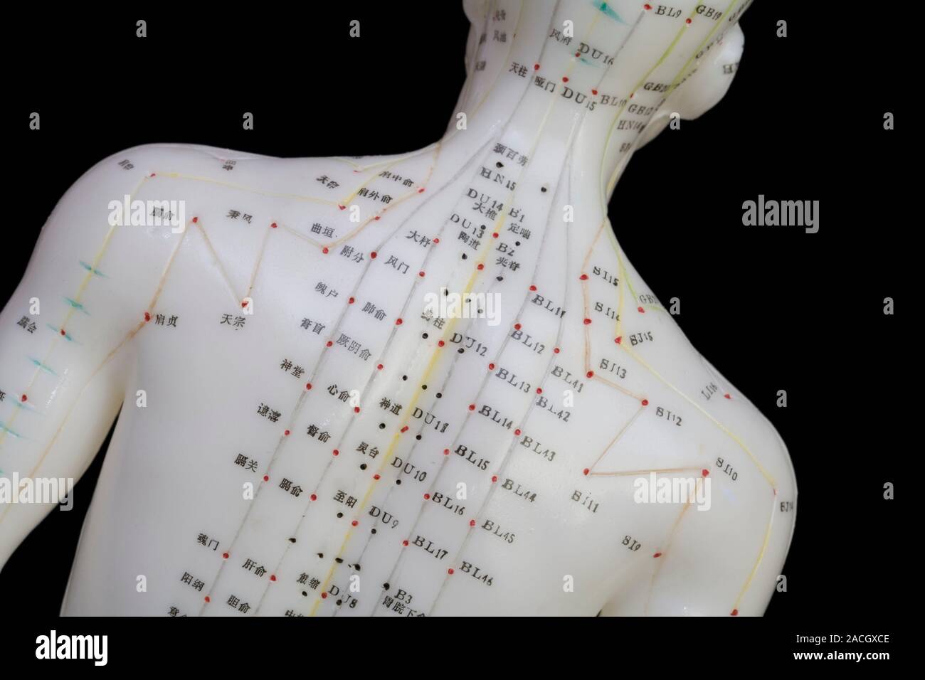 Human model showing acupuncture points Stock Photo - Alamy