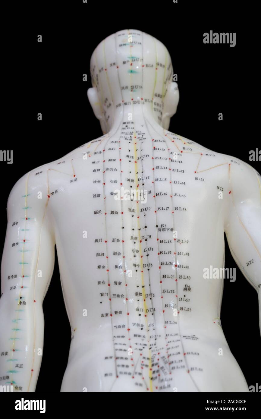 Human model showing acupuncture points Stock Photo - Alamy