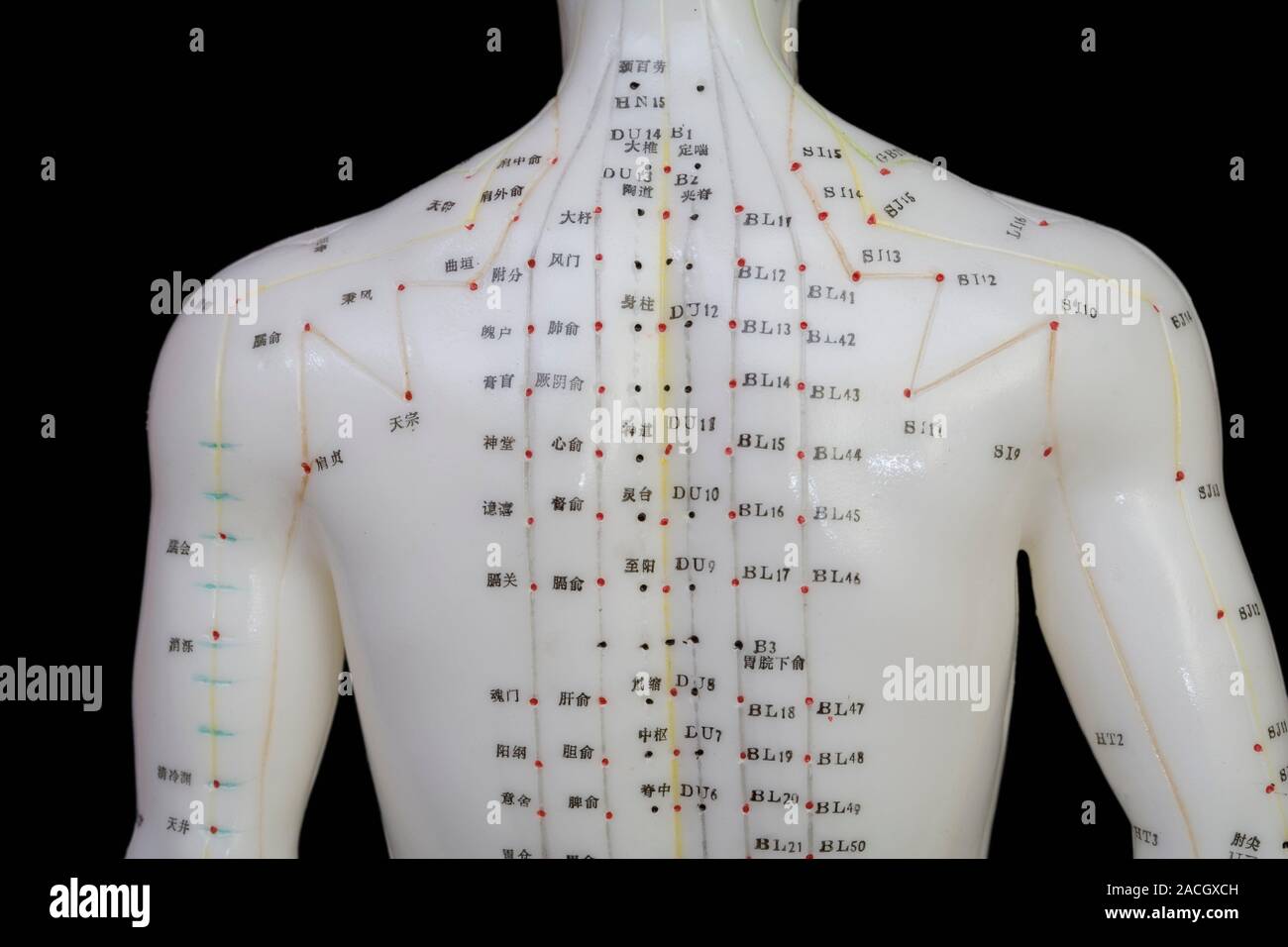 Human model showing acupuncture points Stock Photo - Alamy