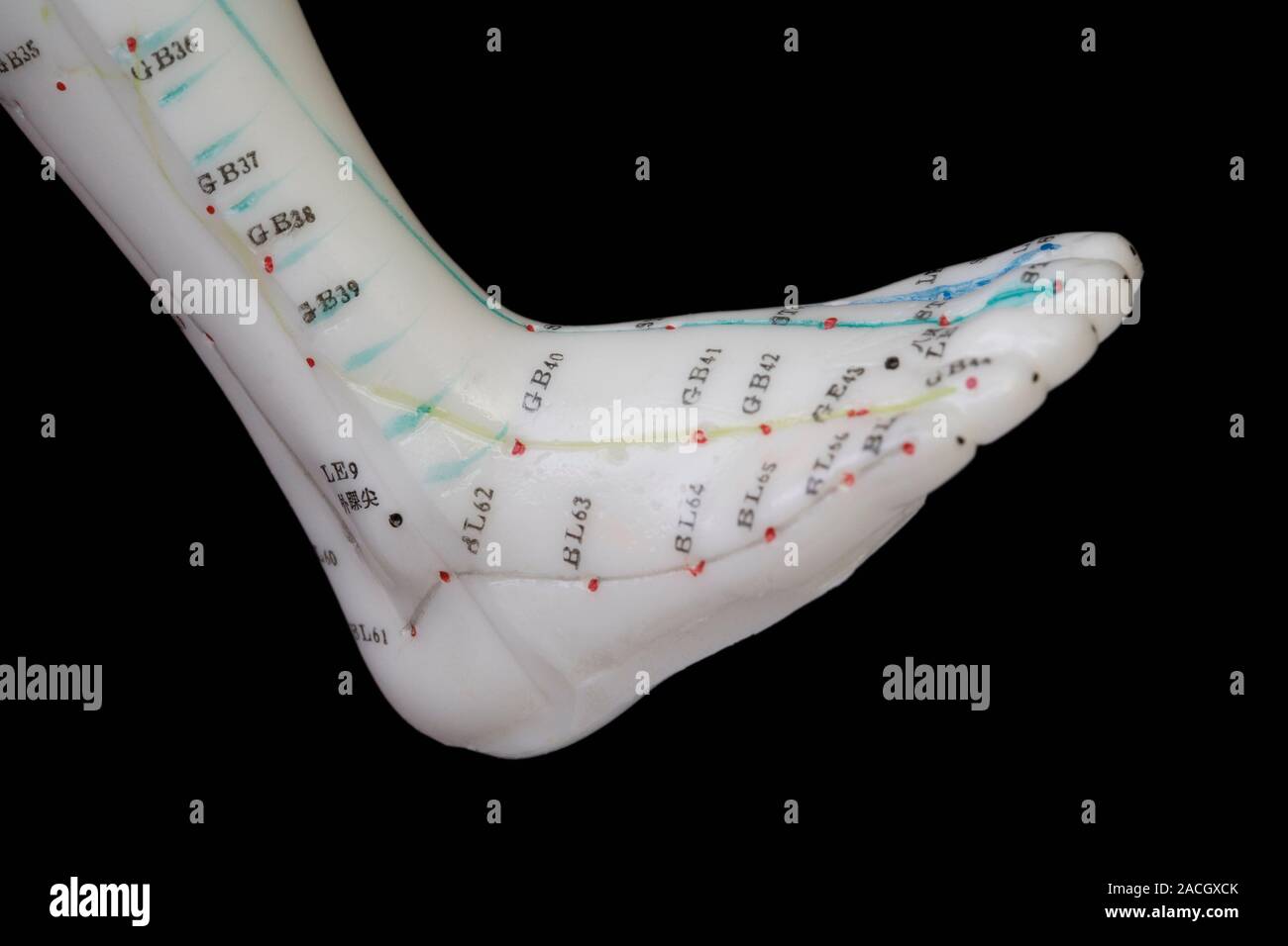 Human model showing acupuncture points Stock Photo - Alamy