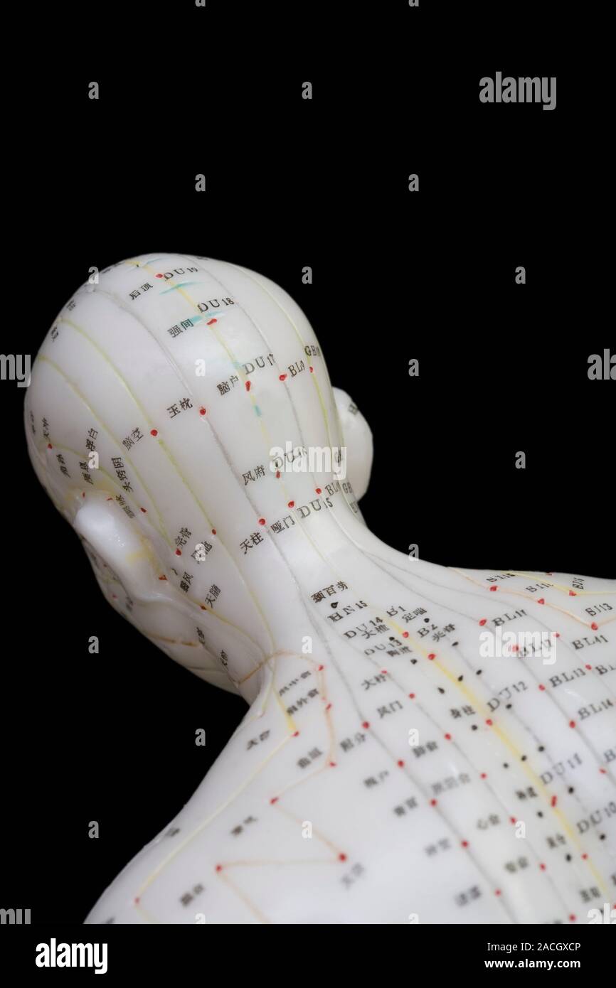 Human model showing acupuncture points Stock Photo - Alamy
