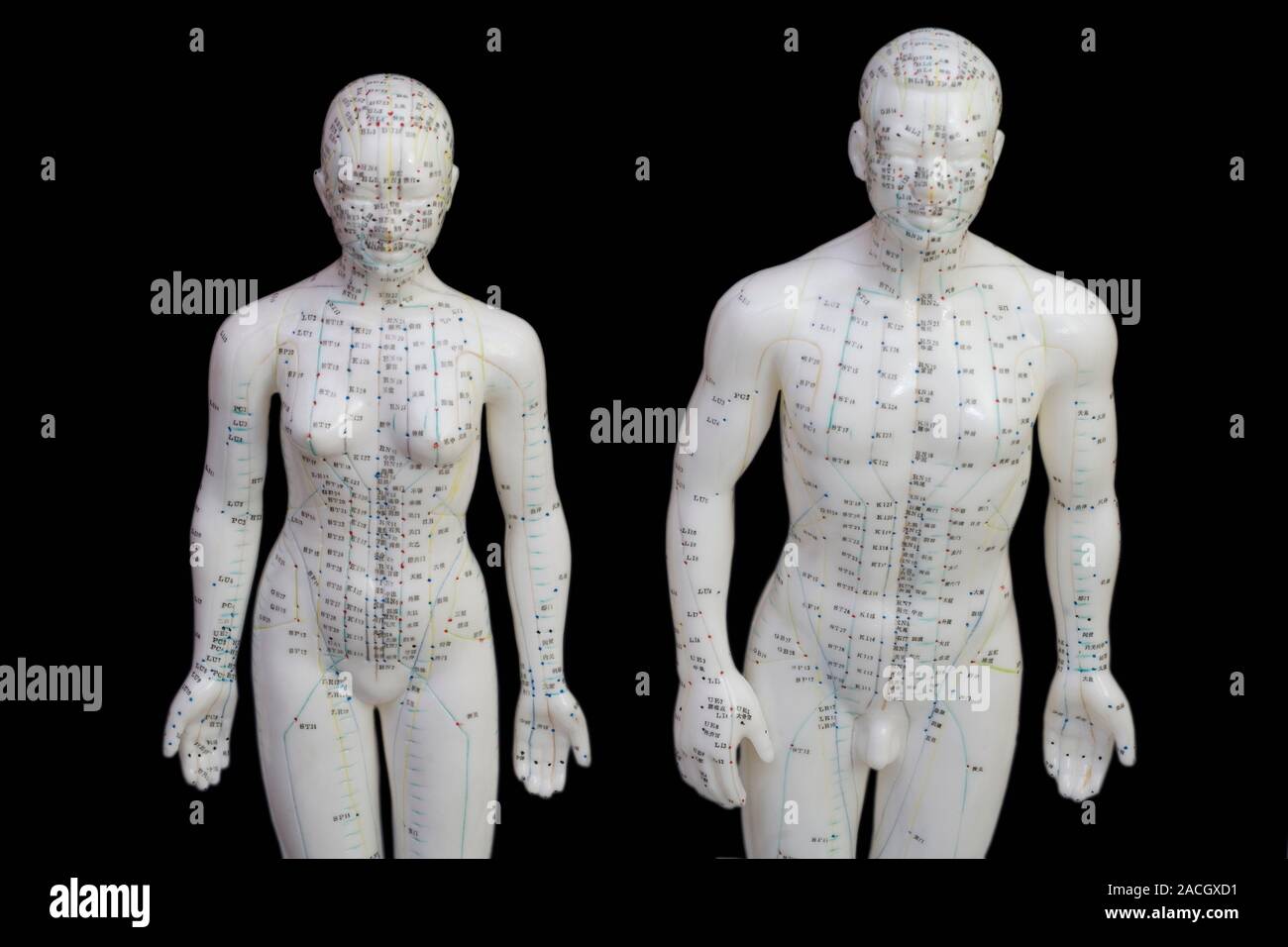 Human model showing acupuncture points Stock Photo - Alamy