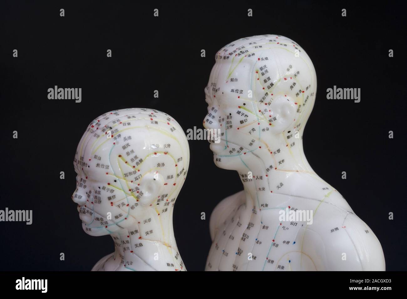 Human model showing acupuncture points Stock Photo - Alamy