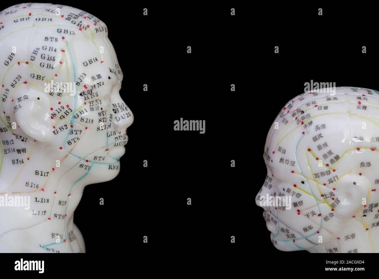 Human model showing acupuncture points Stock Photo - Alamy