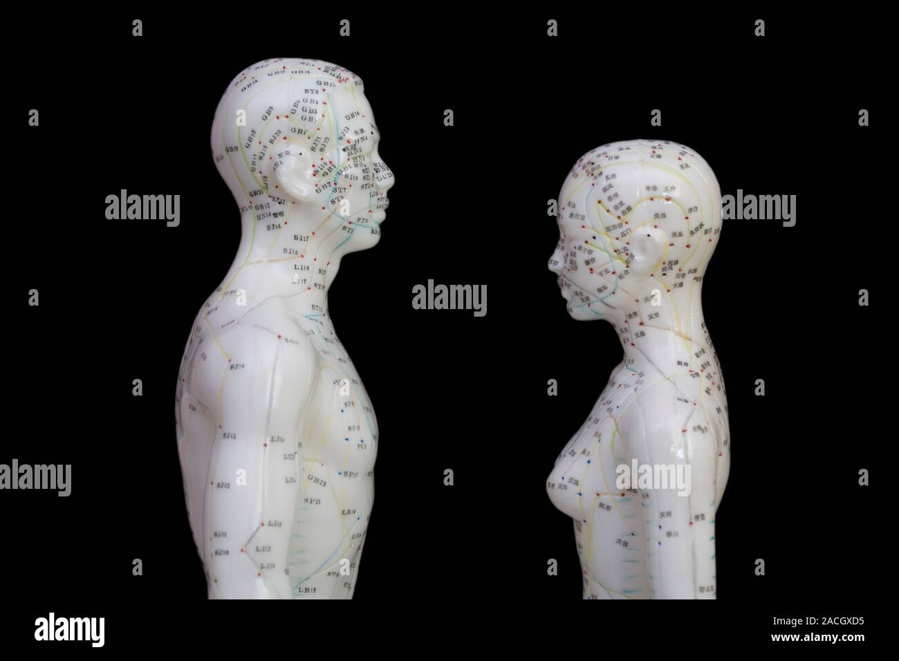 Human model showing acupuncture points Stock Photo - Alamy