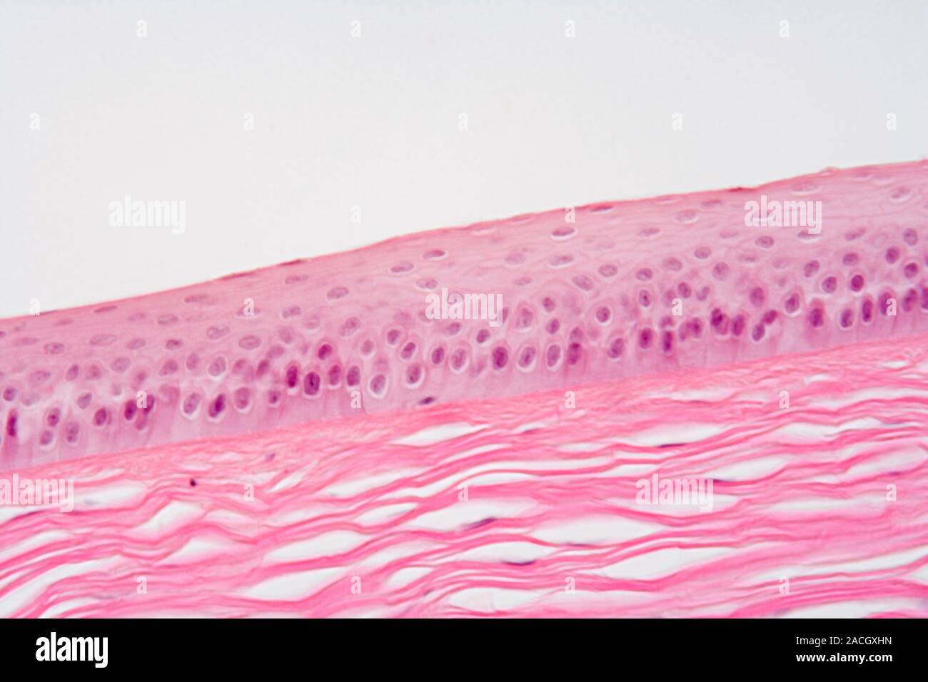 Cross-section of the human cornea. LM X100 Stock Photo - Alamy