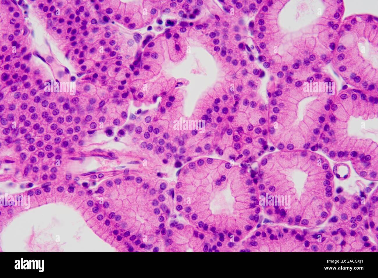 Cross-section of the lacrimal or tear gland. LM X100 Stock Photo - Alamy