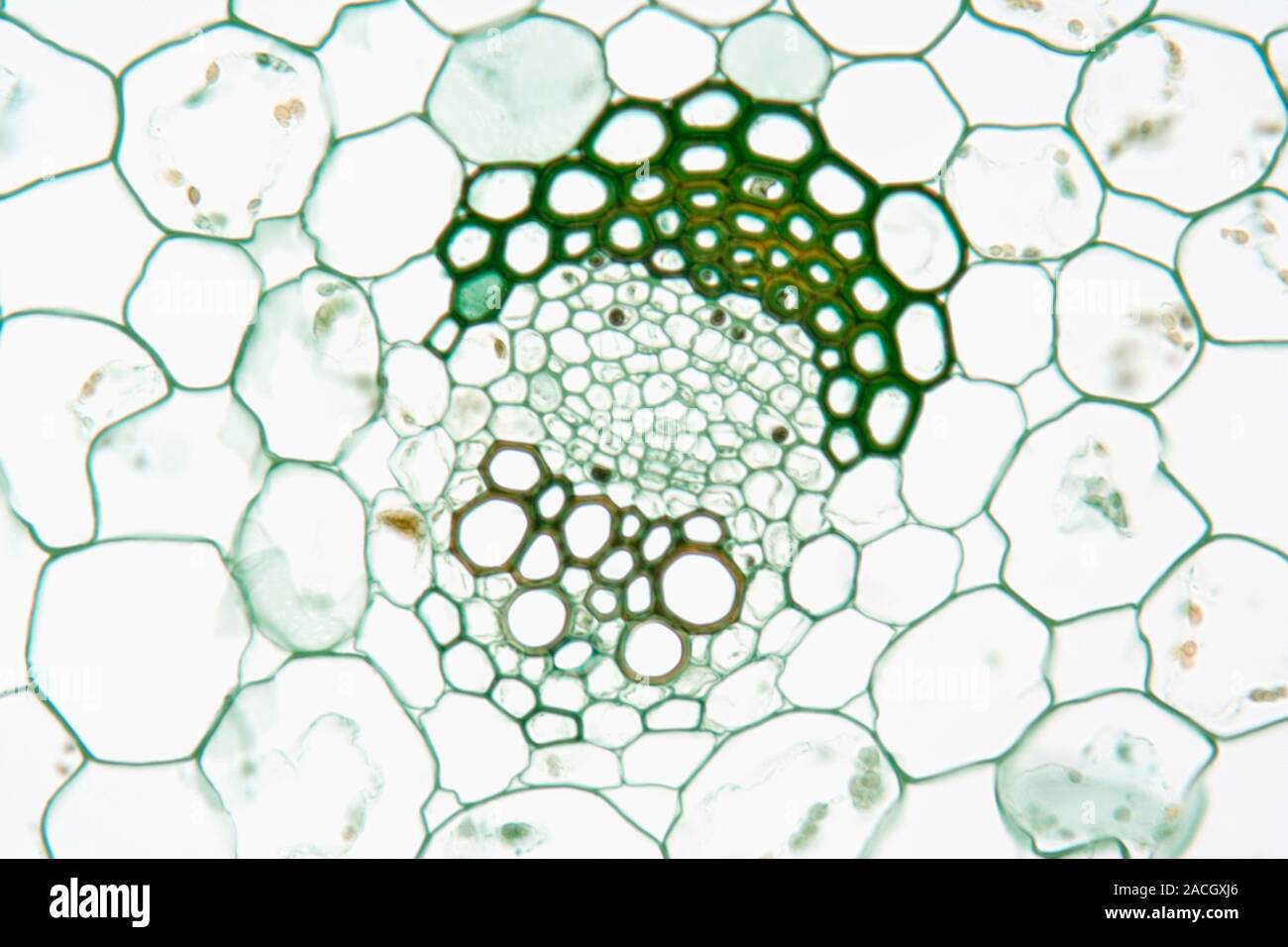 Cross-section of a plant vascular bundle. LM X100 Stock Photo - Alamy