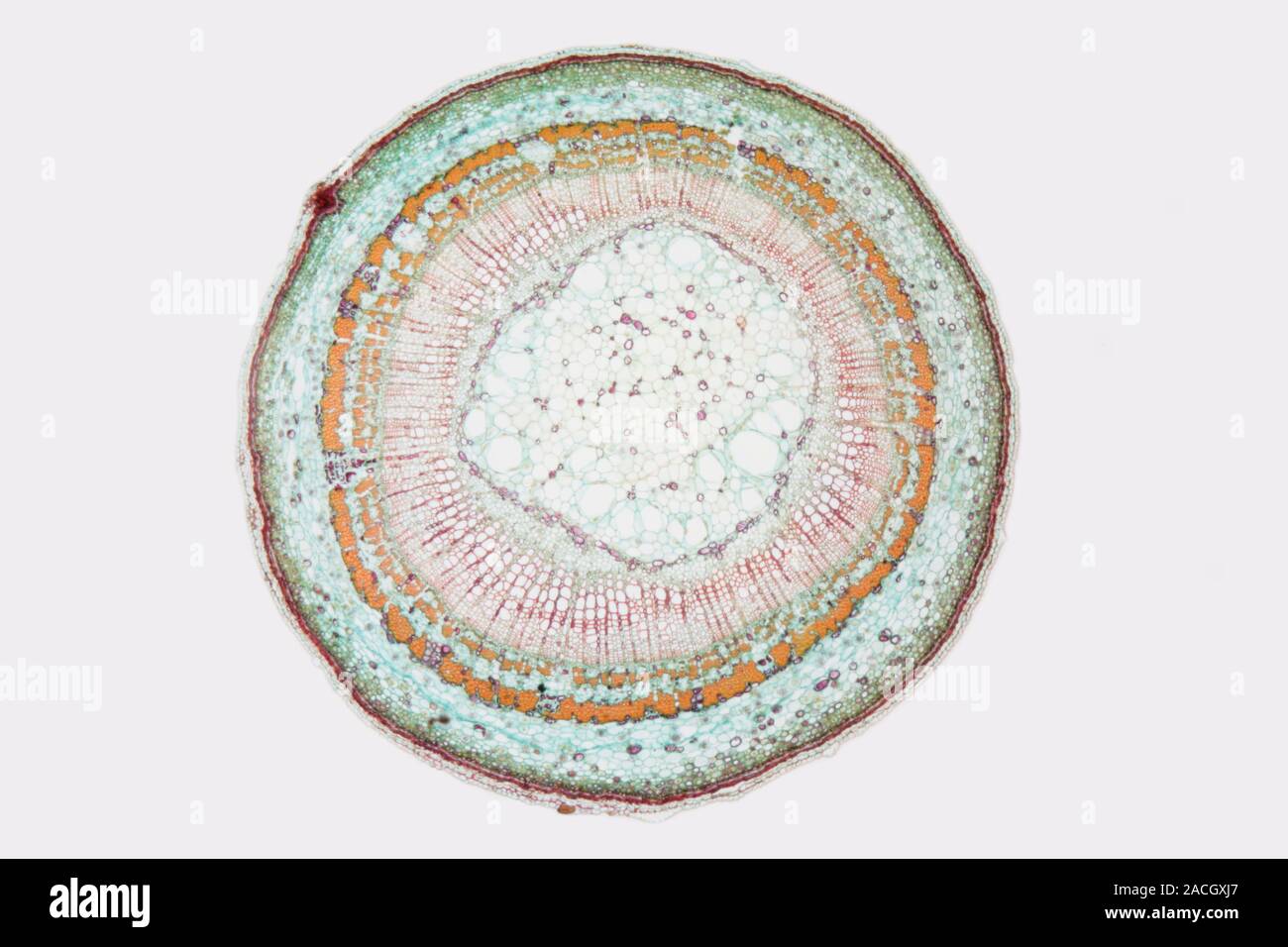 Cross-section of a 1-year Basswood (Tilia) stem. LM X10 Stock Photo - Alamy