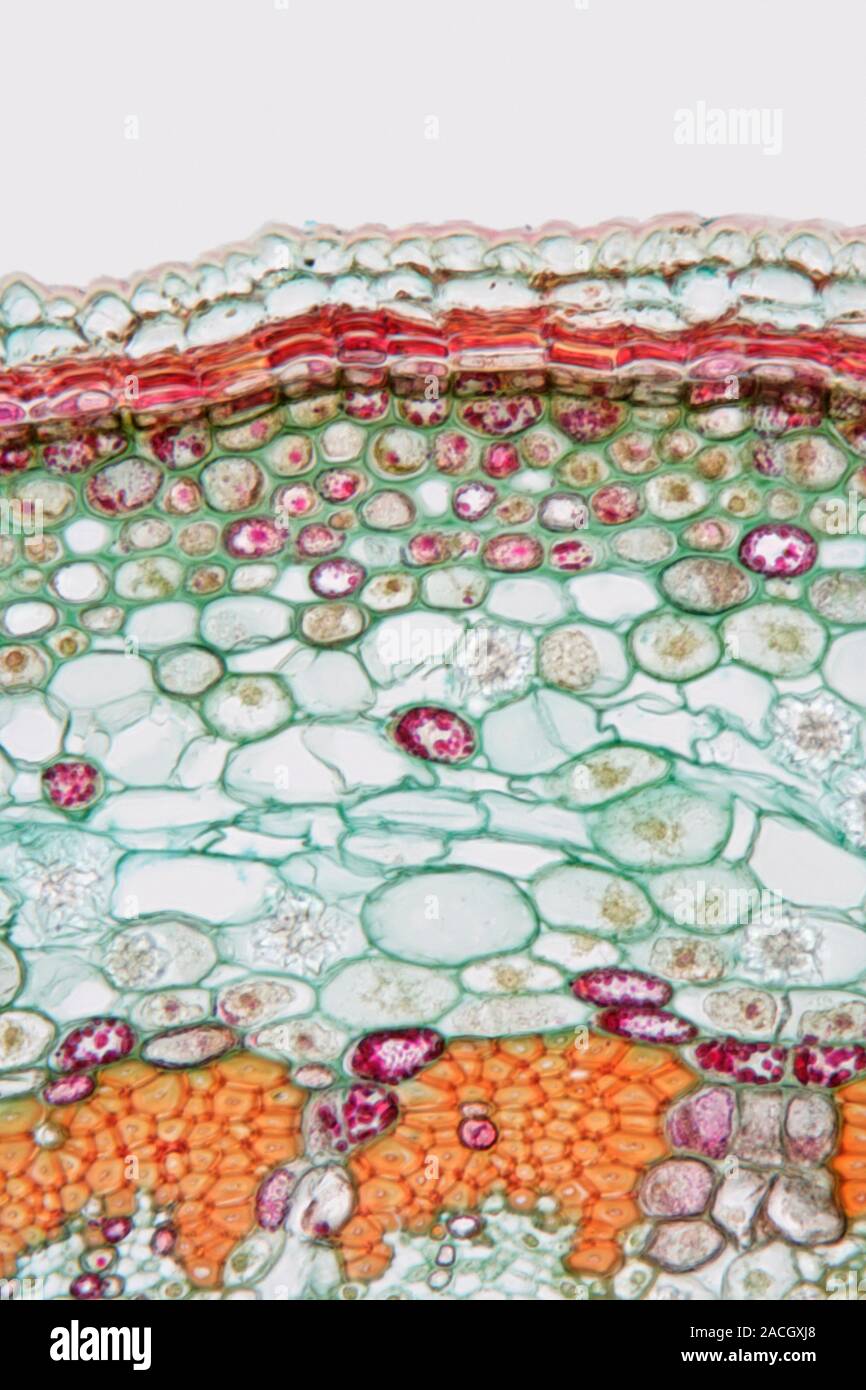 Cross-section of the epidermis of a Basswood (Tilia) stem. LM X100 ...