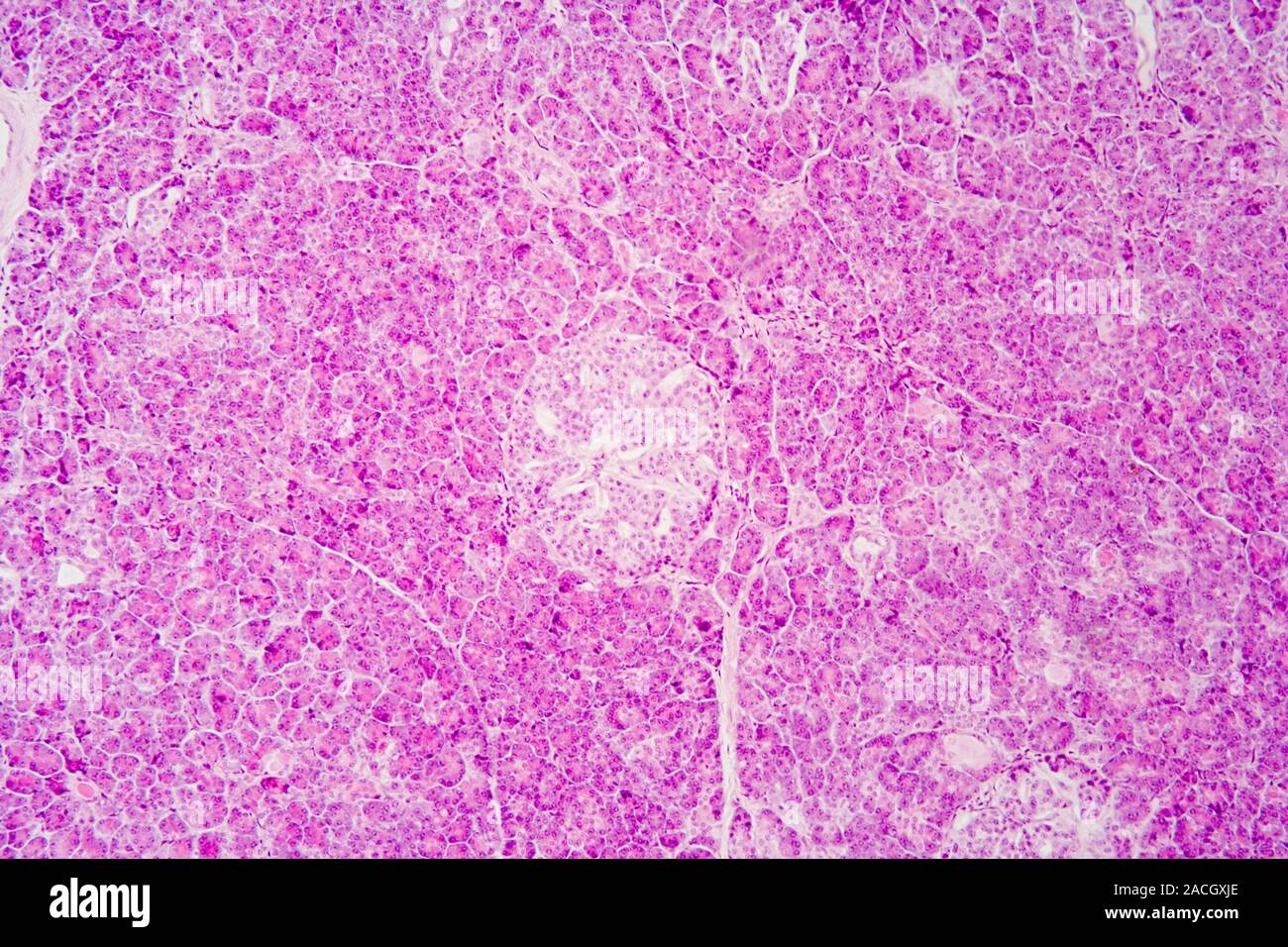 Cross-section of an islet of Langerhans in the human pancreas. LM X25 ...