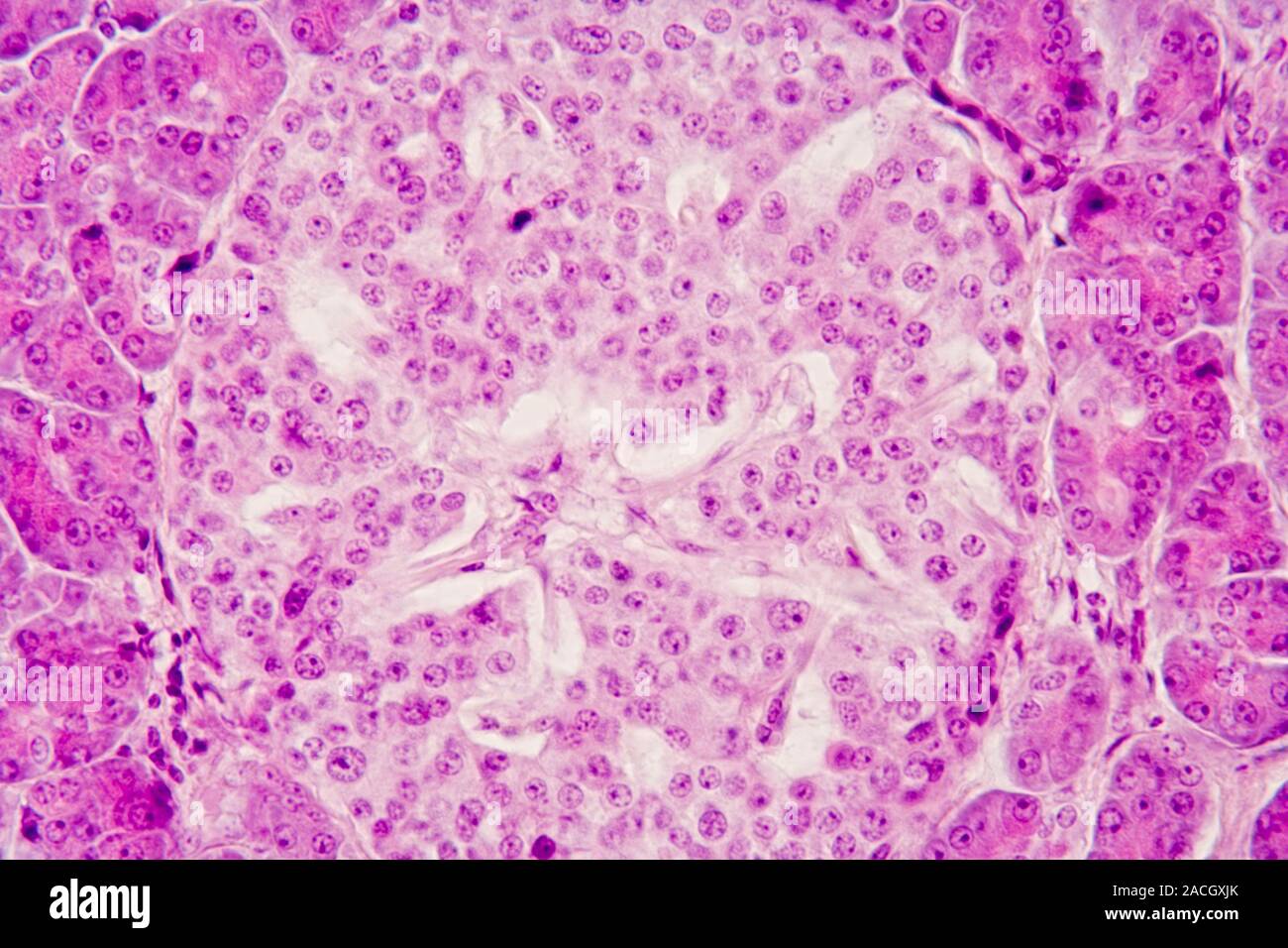 Cross-section of an islet of Langerhans in the human pancreas. LM X100 ...