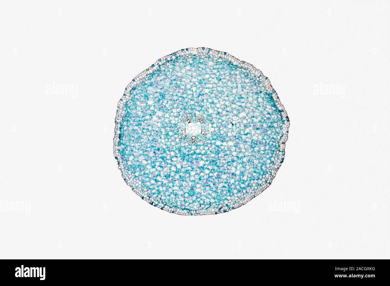 Cross-section of a Buttercup (Ranunculus) young root. LM X10 Stock ...