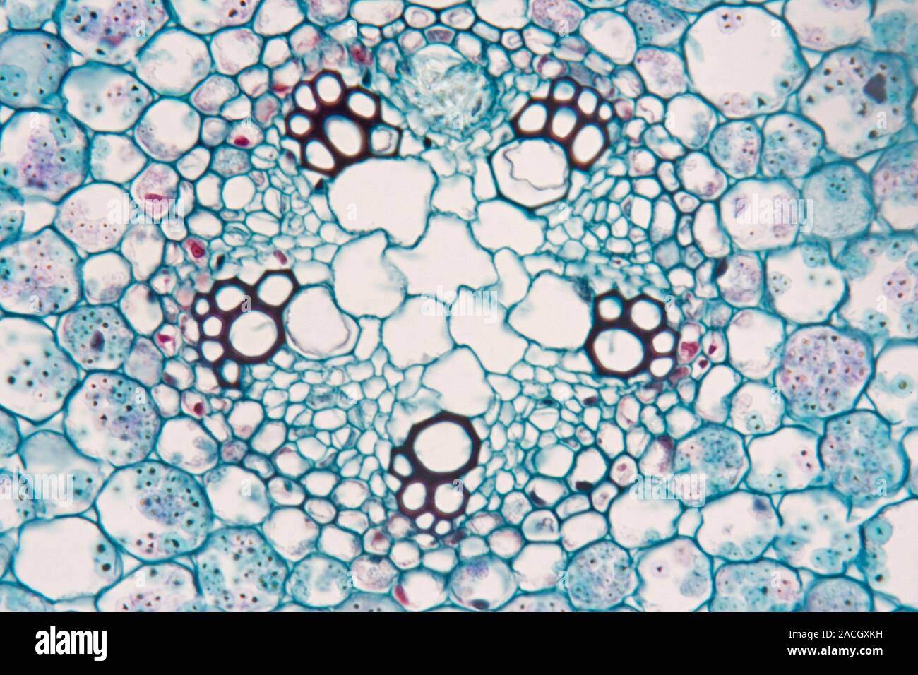 Cross-section the central stele of a Buttercup (Ranunculus) young root ...