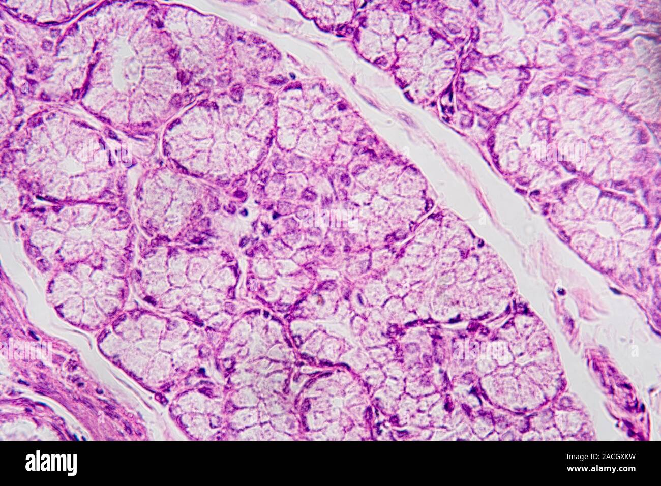 Cross section of Human Brunner's gland of the duodenum region of the ...