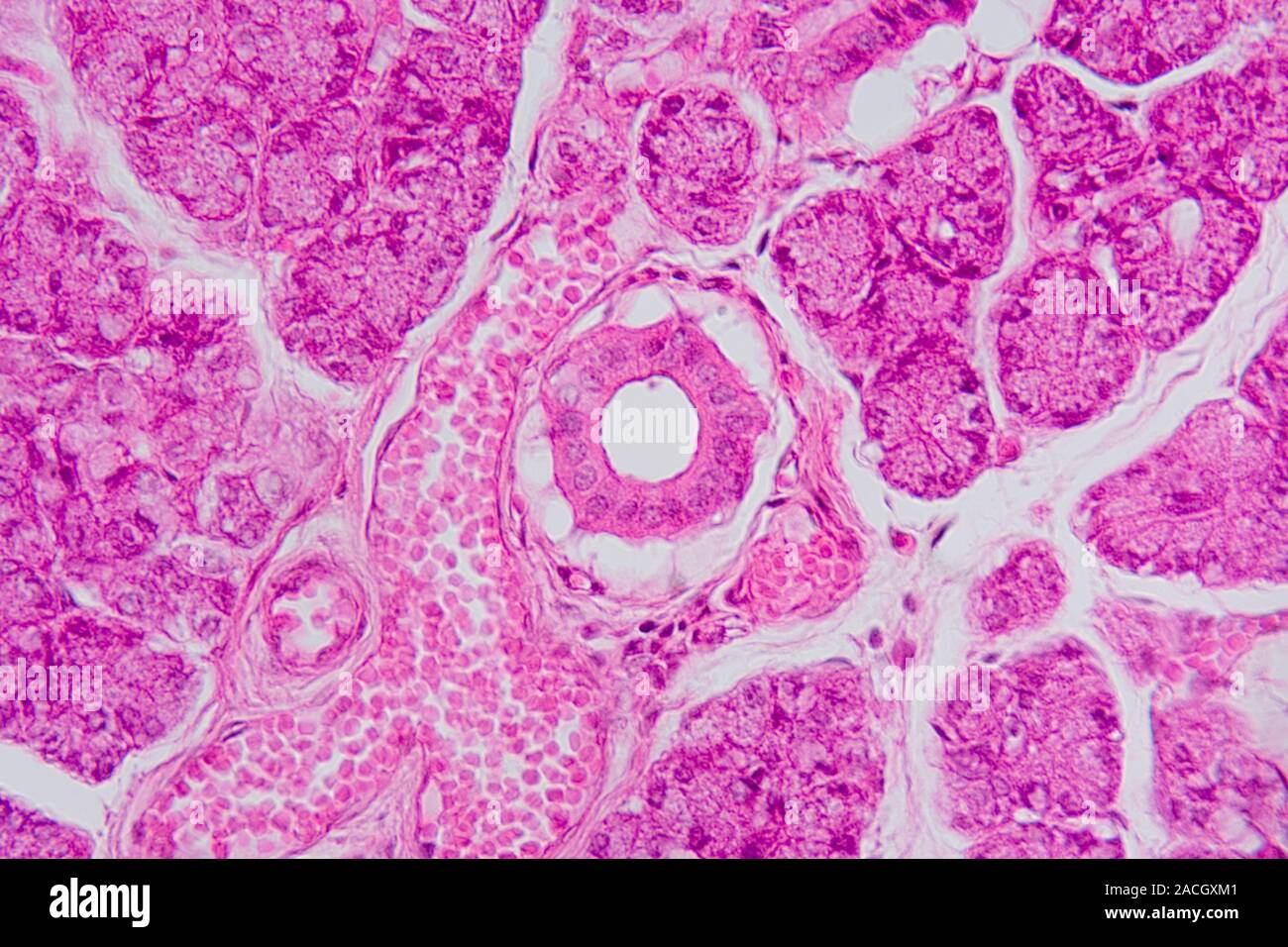 Cross-section of a human salivary gland. LM X100 Stock Photo - Alamy