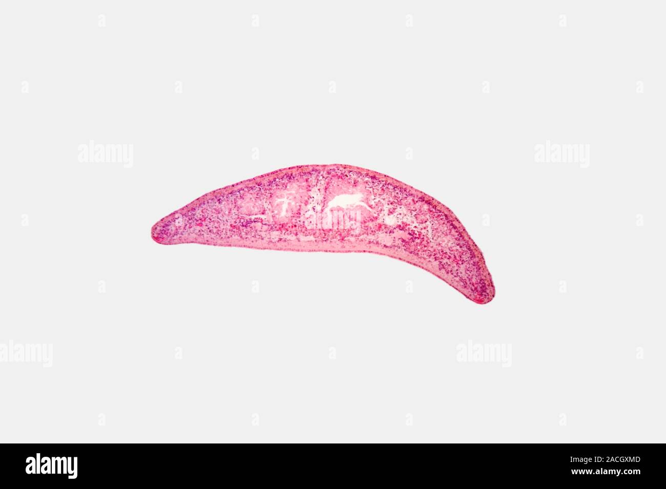 Cross section of a Planaria flatworm. LM X10 Stock Photo - Alamy