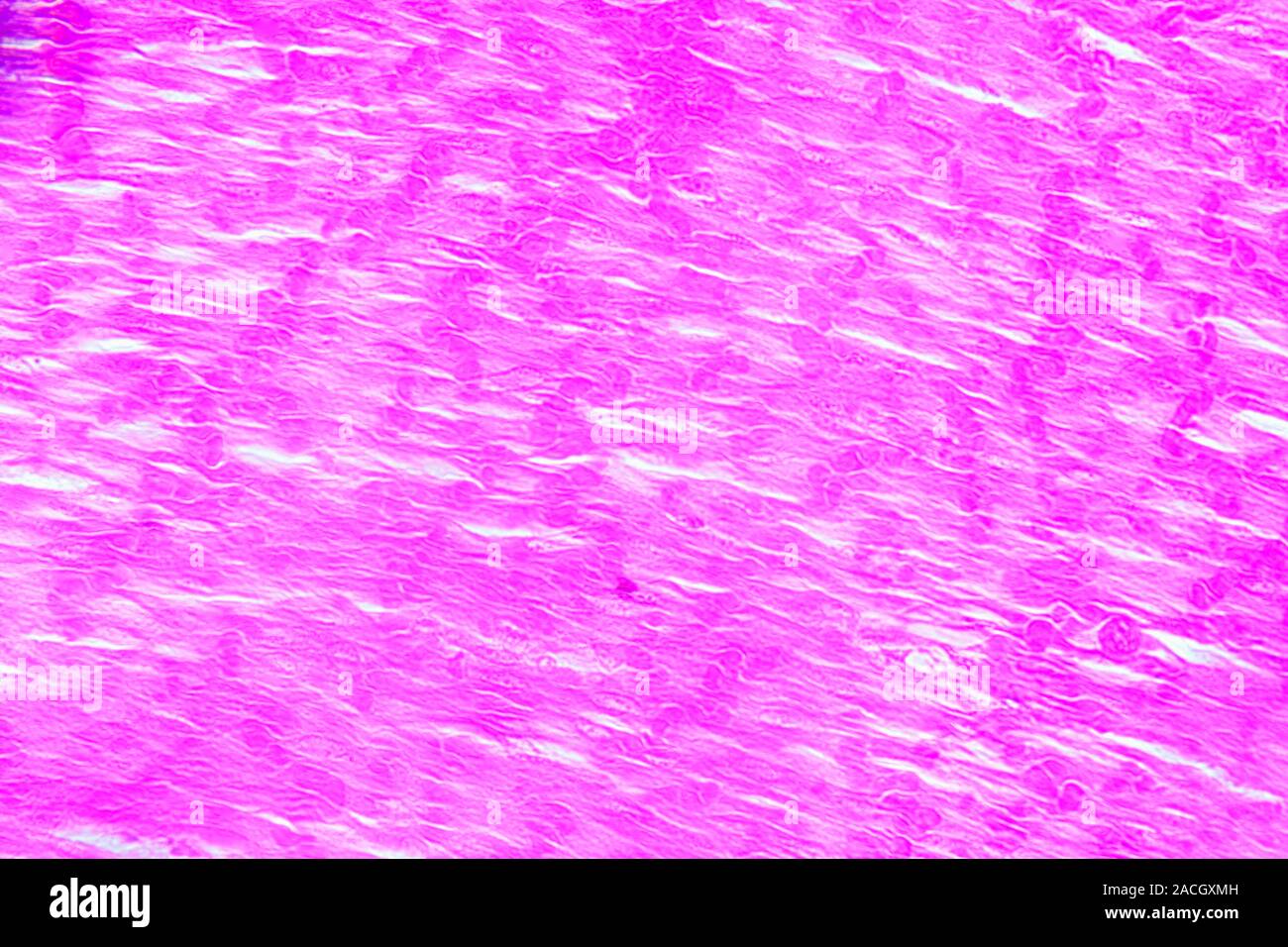 Smooth Muscle from the Duodenum LM X100 Stock Photo - Alamy