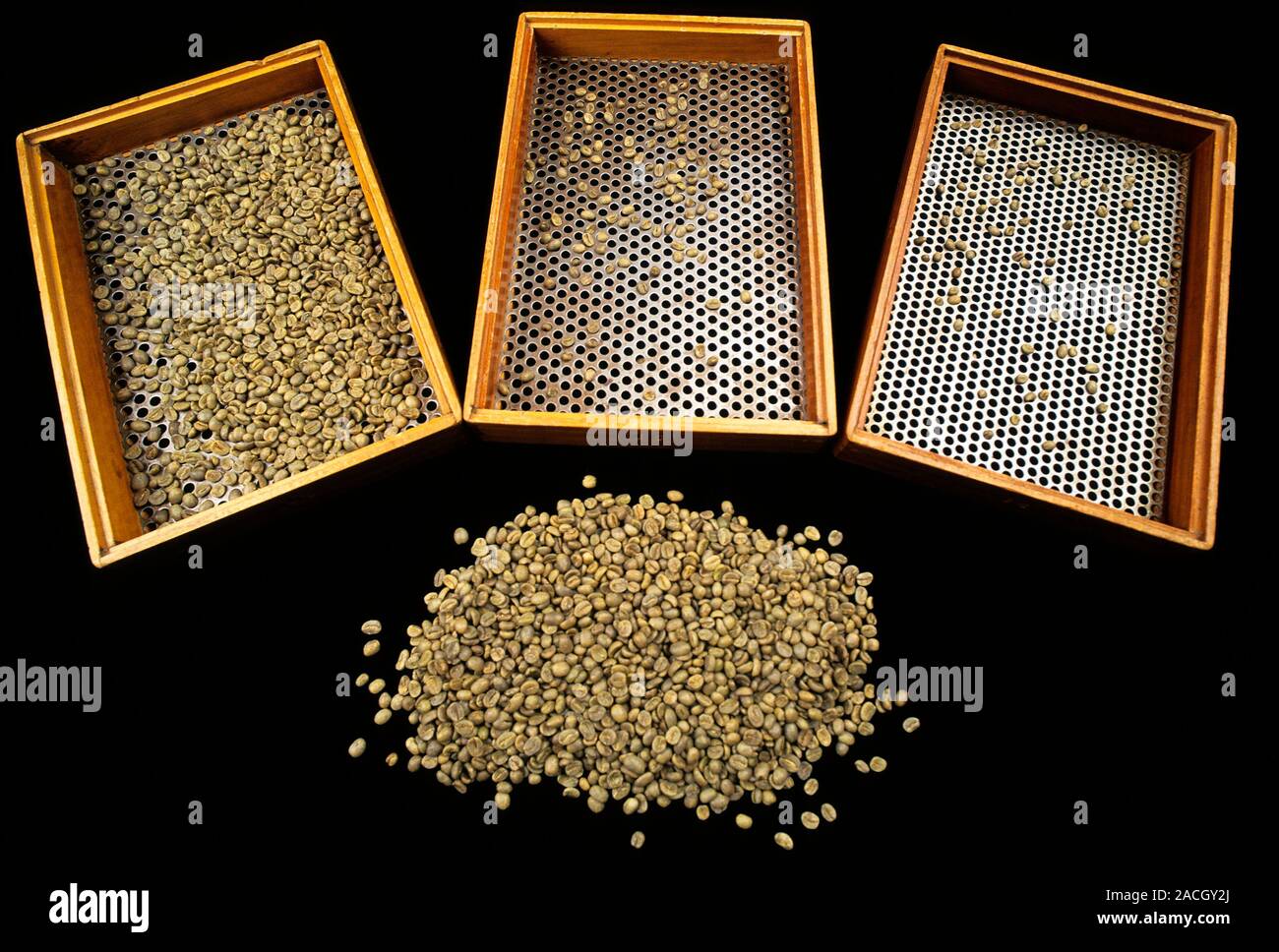 Coffee beans being sorted. Green (un-roasted) coffee beans being sieved ...