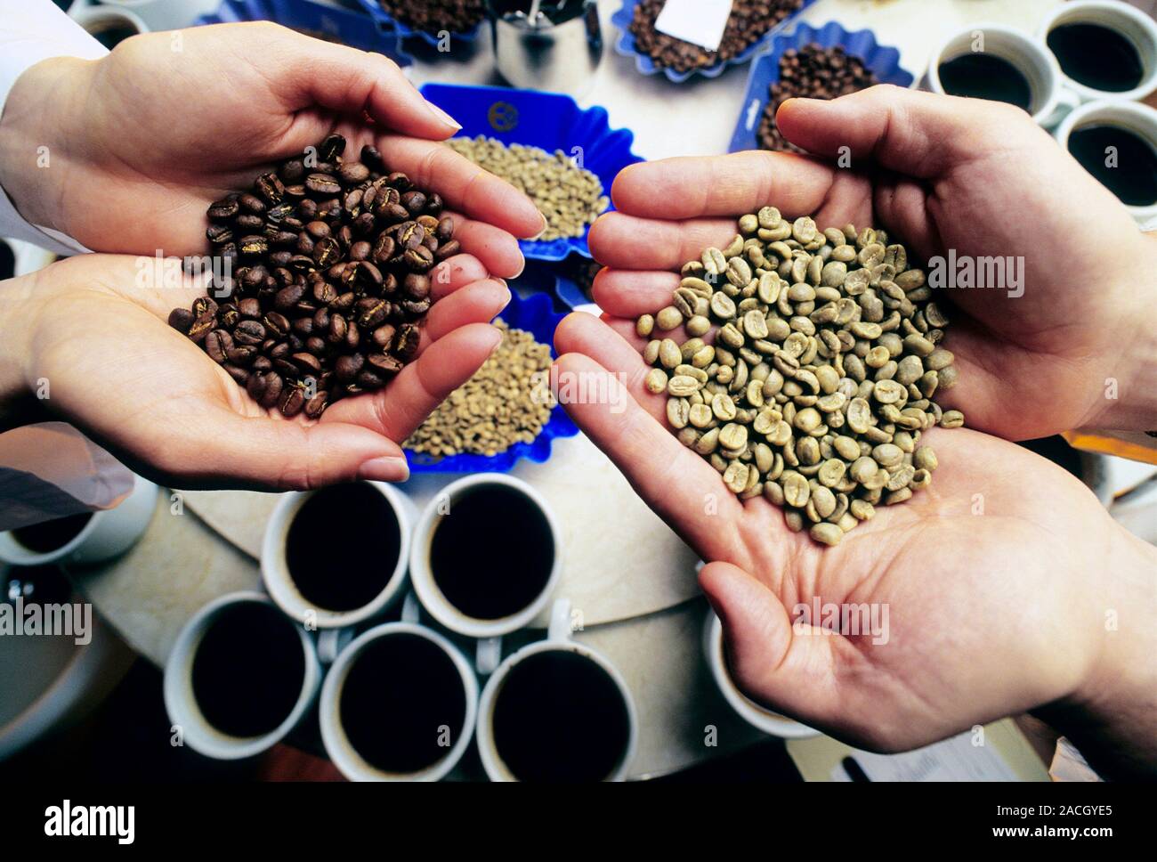 Coffee research. Researchers holding samples of different varieties of ...