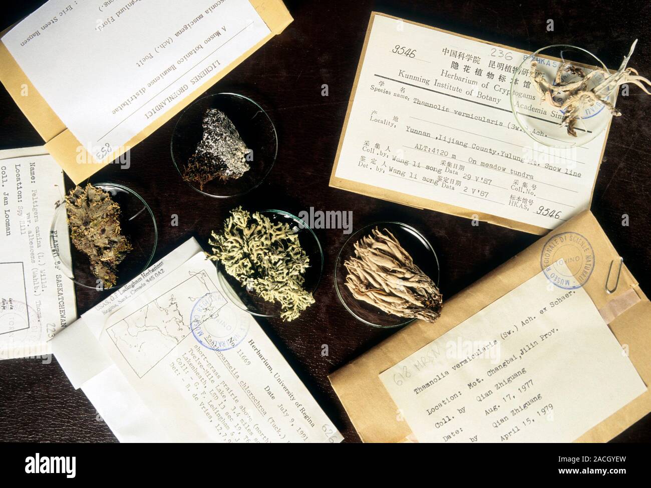 Museum lichen collection. Collection of lichen specimens at the Natural ...