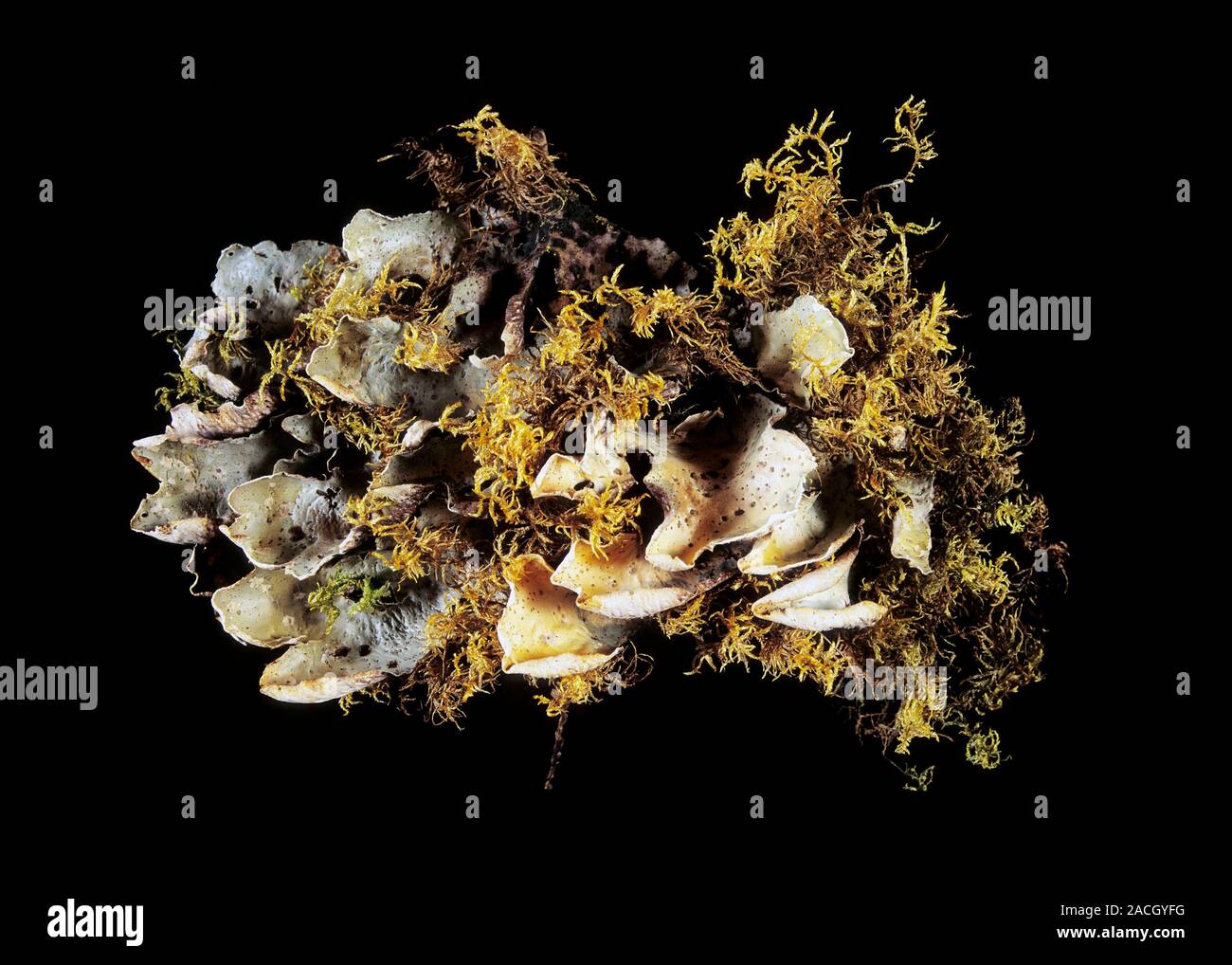 Peltigera aphthosa lichen. Lichens are symbiotic organisms formed of a ...